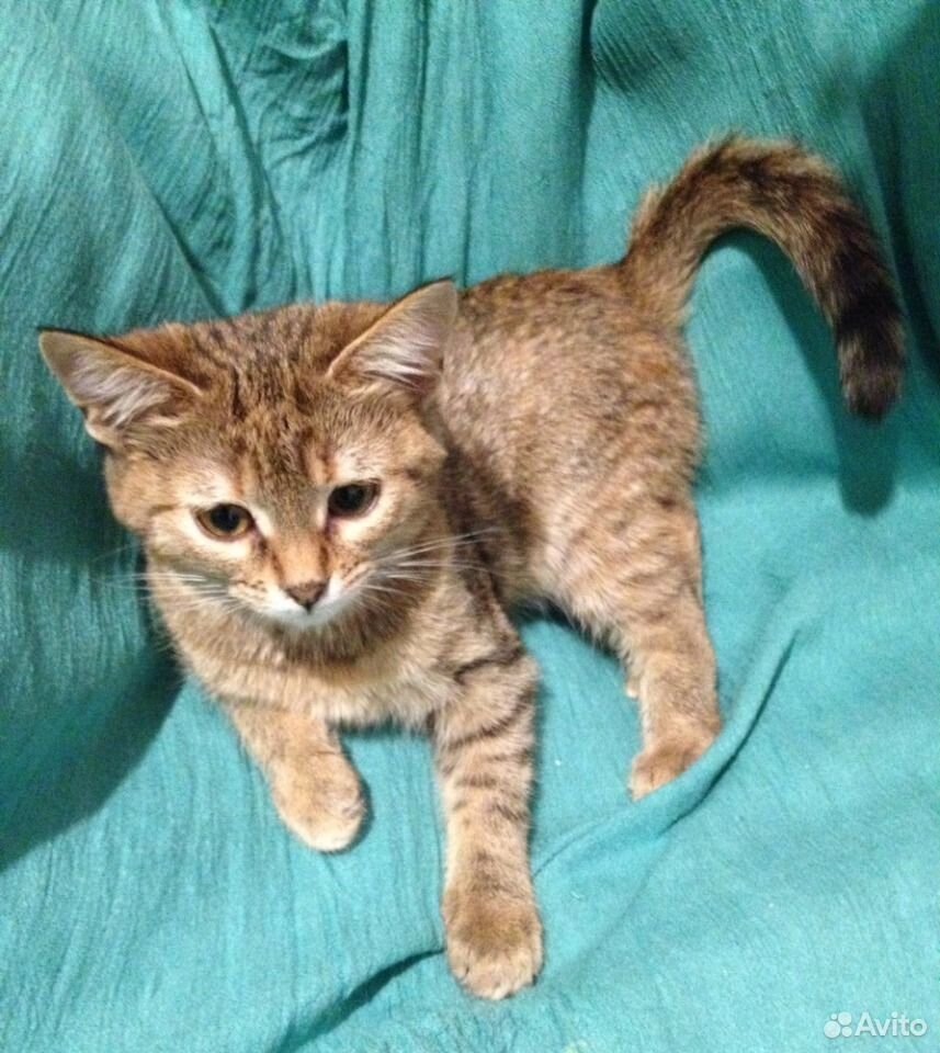 Веселые, очень милые котята в добрые руки