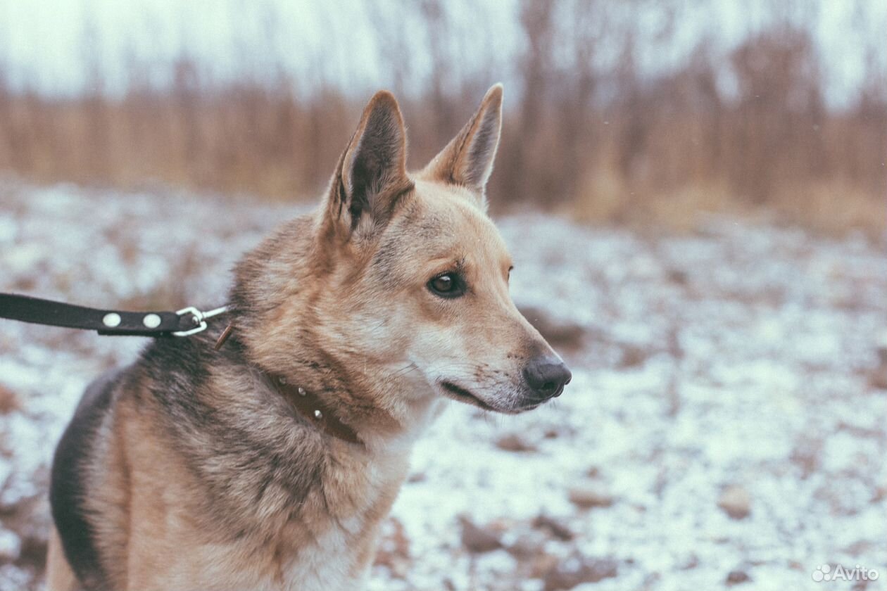 Барбос в добрые руки