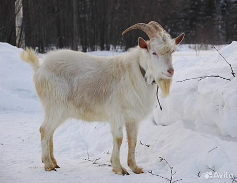 Метисы зааненских коз