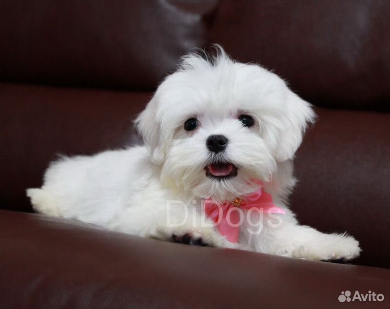 Мимо такой красоты не пройти, Породные Мальтезе