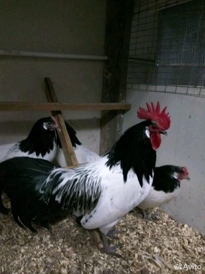 Лакенфельдер