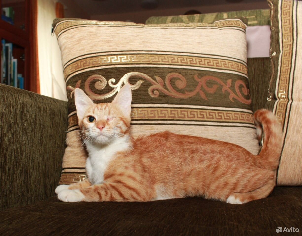 Молодая рыжая кошка в добрые руки