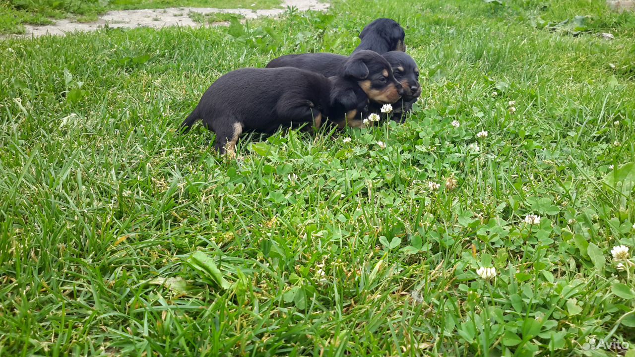 Щеки в добрые руки