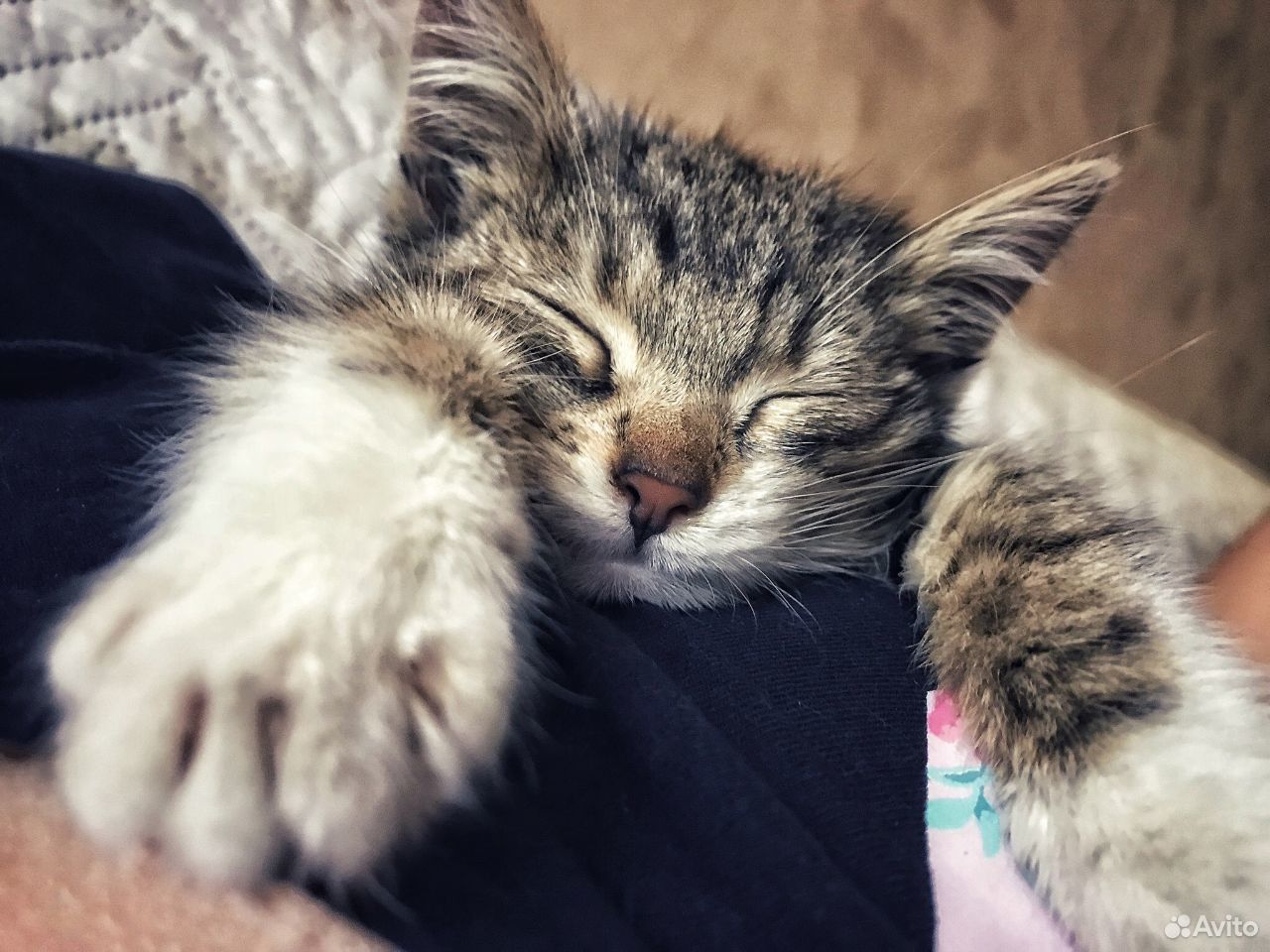 Пушистое счастье в дар в самые добрые руки