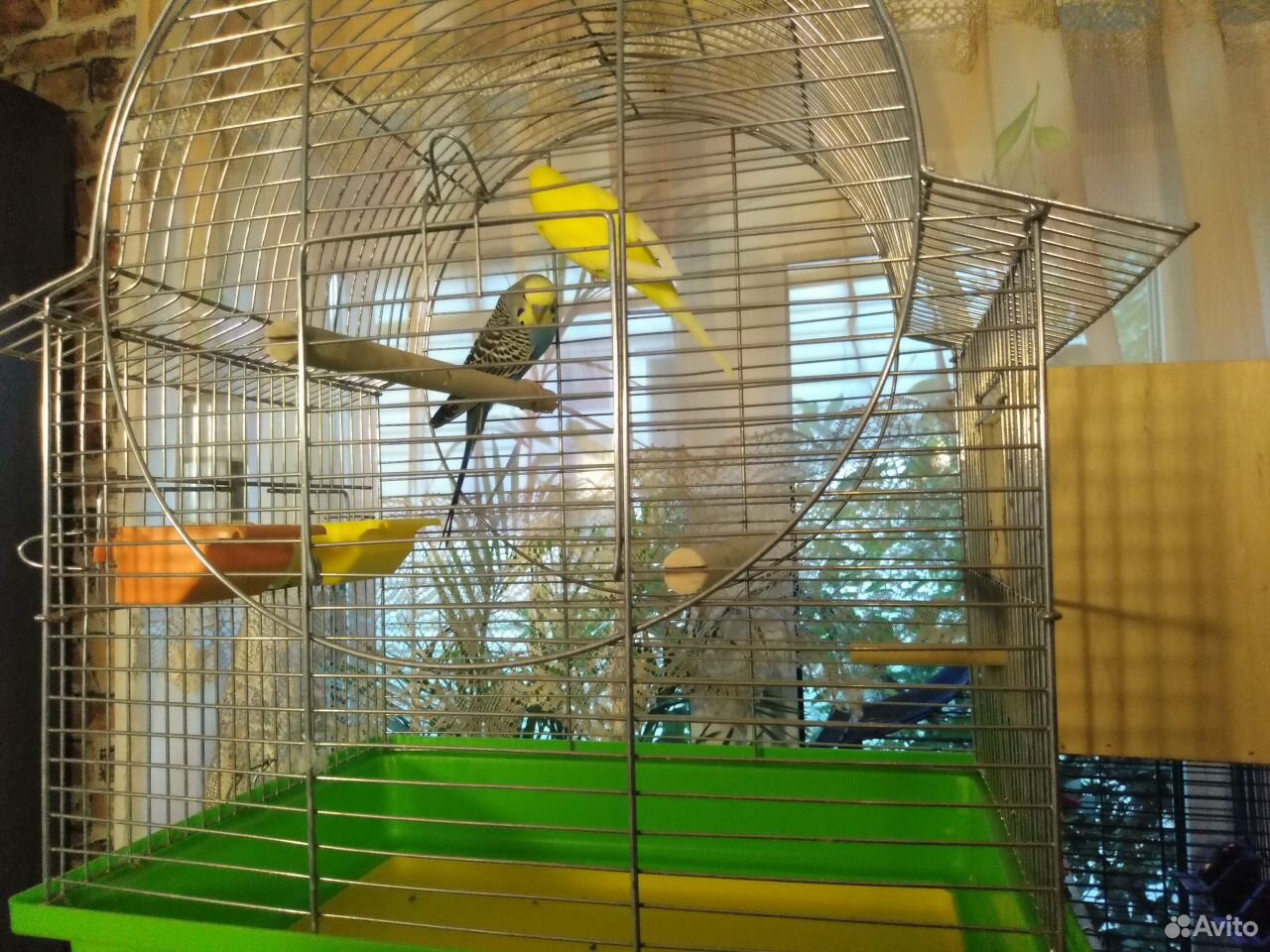 Пара волнистых папугаев с клеткой и домиком