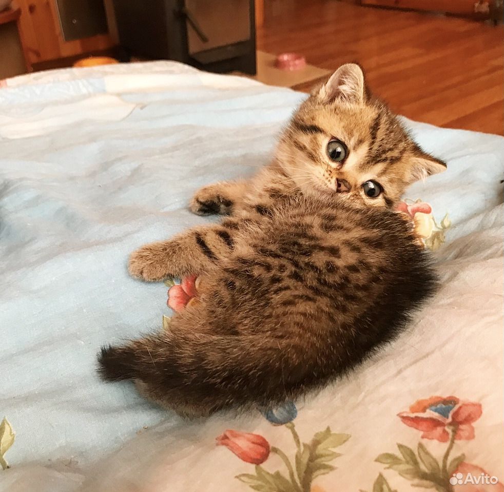 Котик красавчик Йода
