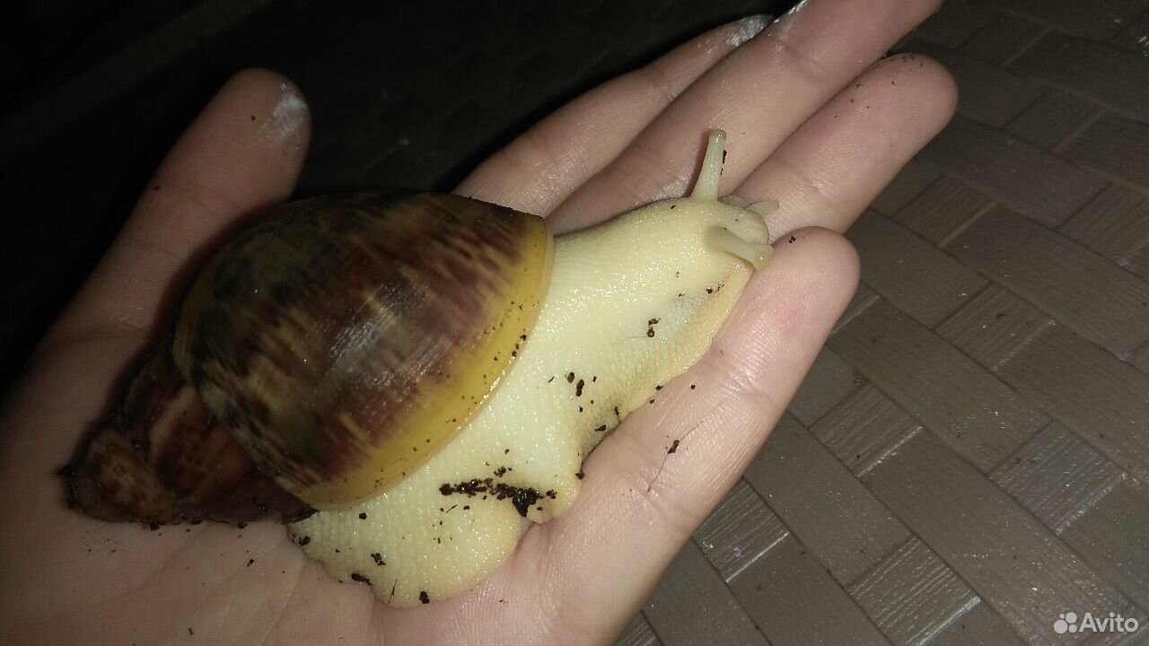 Продам или обменяю архахатину сп.бенин