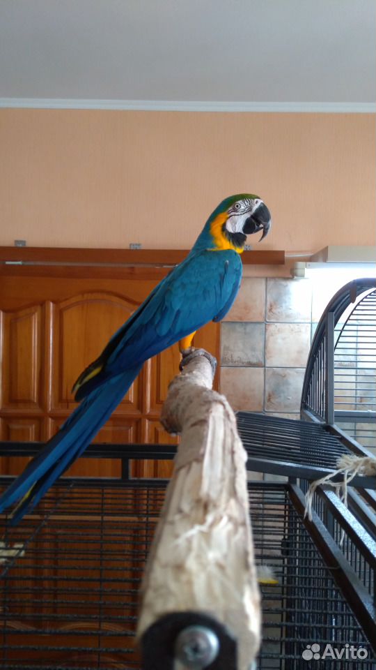 Продам сине-желтого ара
