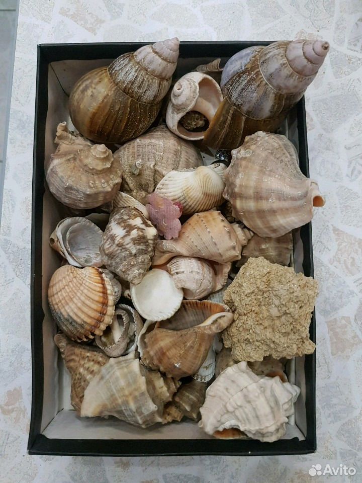 Коробка ракушек