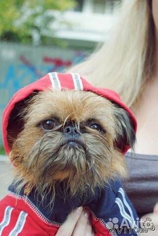 Брюссельский грифон для вязки