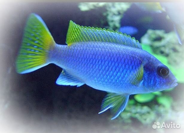 Pseudotropheus Acei Dwangwa