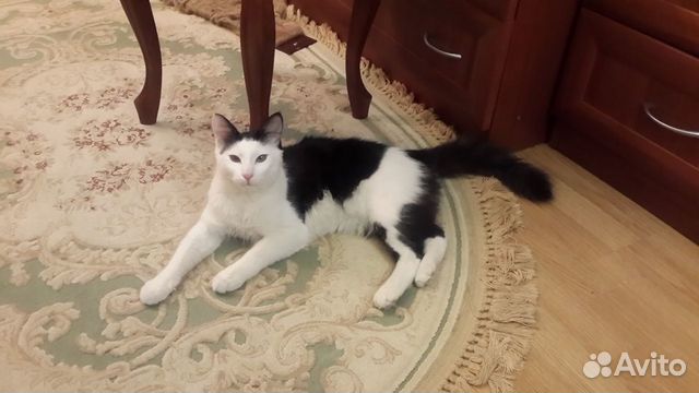 Ласковый домашний котик 2года Стерилизован