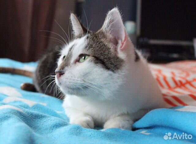 Котик Зефир в добрые руки Бесплатно