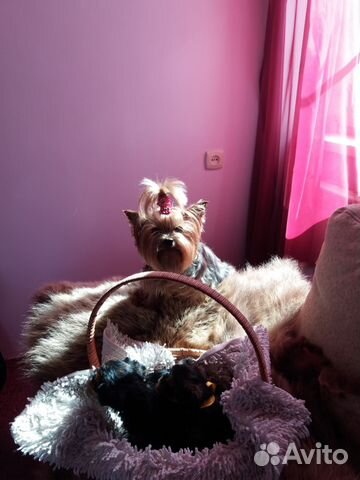 Щенки йоршерского терьера