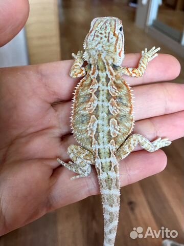 Бородатые агамы