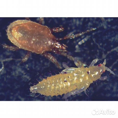 Hypoaspis miles, Collembola