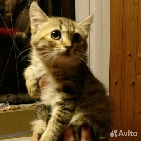 Котенок девочка Полечка табби 6мес в дар