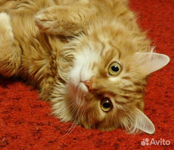 Котик Феникс