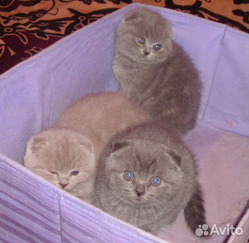 Мальчишки и девчонки