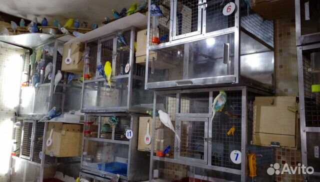 Домашние попугайчики, разных возрастов и окрасов