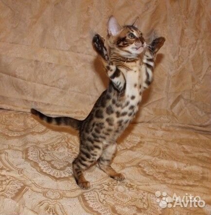 Бенгальские котята