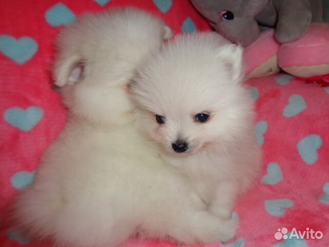 Шпицы. Лапульки-целовулки с докуентами РКФ