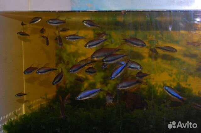 Рыбки Тетра Королевская