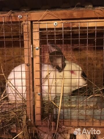 Крол(колифорния)