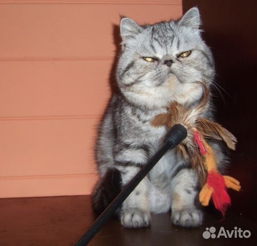 Подростки экзоты для души