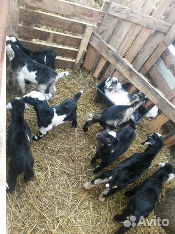 Козлики нубийские