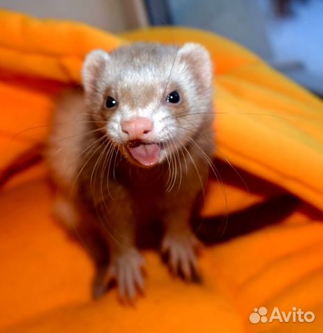 Домашние хорьки