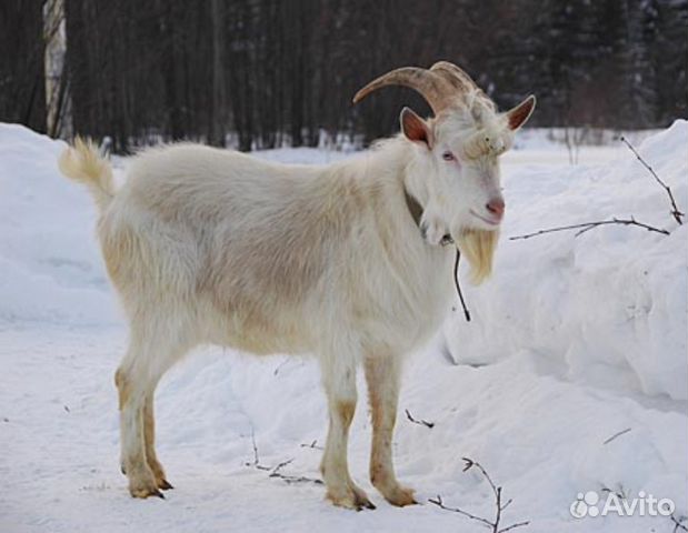 Метисы зааненских коз