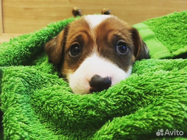 Шикарные щеночки (3 мальчика и 2 девочки)