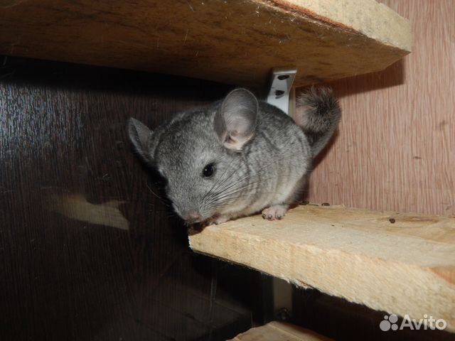 Шиншиллята