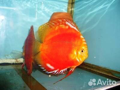 Дискусы Мальборо