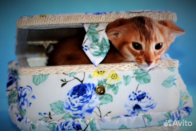 Абиссинский котёнок