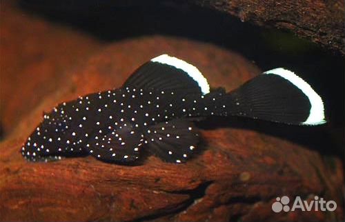 Сомики аквариумные