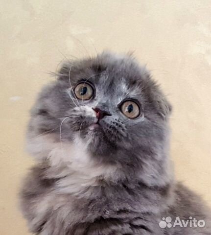 Очаровательная девочка хайленд фолд