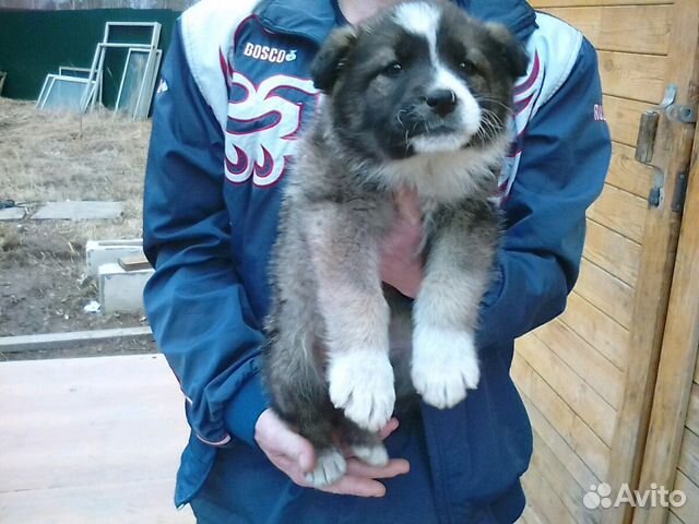 Плюшевый щенок - девочка с роскошным окрасом