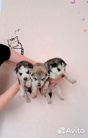 Щенки хаски