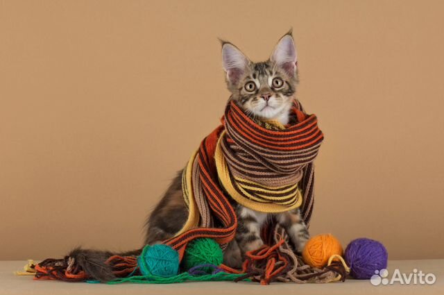 Яркая черепашка мейн-кун Tameless Amnesty, 3,5 мес