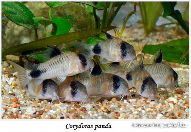 Сомики Панда, Пигмей, Джули. Галактика. Лорикария