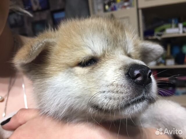 Щенки Акита-Ину, самые преданные друзья