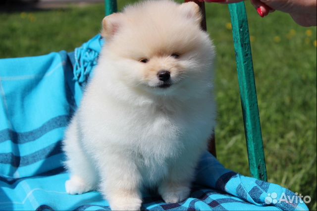 Готовится к продаже щенок померанского шпица