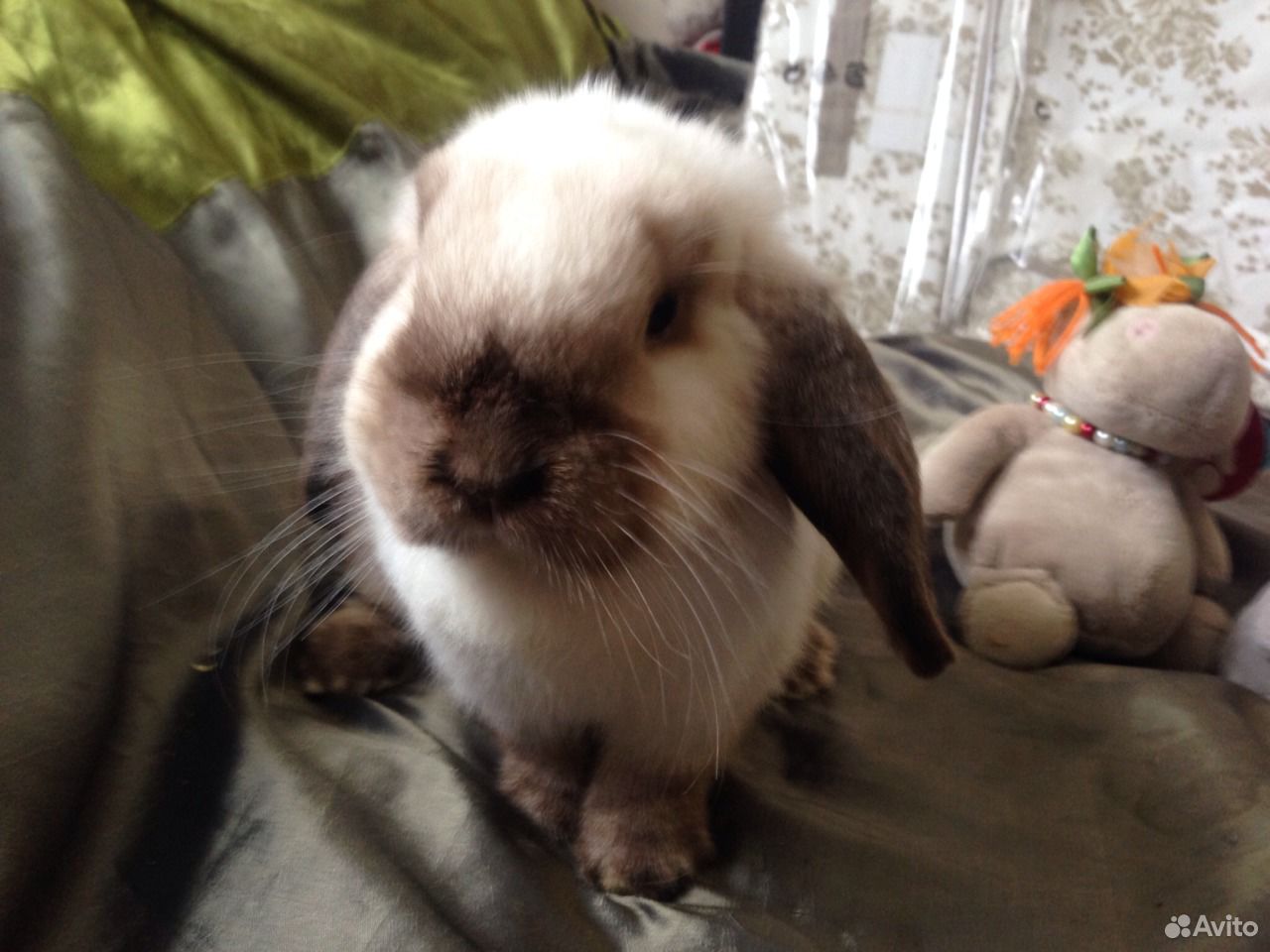 Вислоухая красоточка 2 г. Из питомника