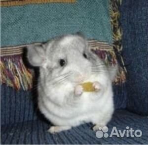 Продам шиншилл