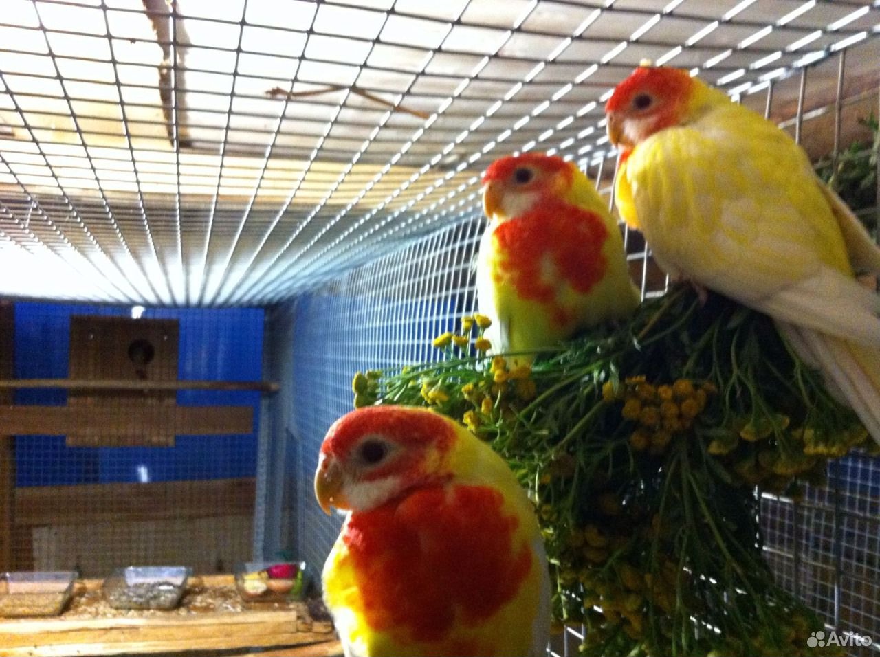 Продаю пару розелл