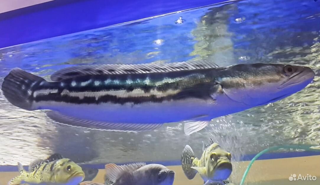 Channa (Змееголовы)