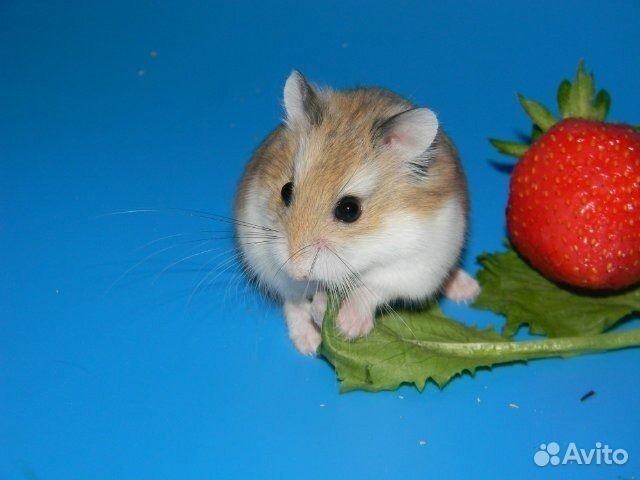 Хомячки роборовского