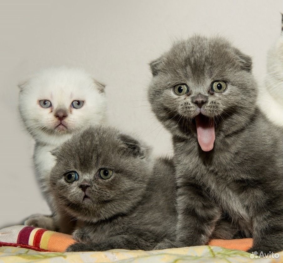 Короткошерстные голубые, поинты и лиловые котята